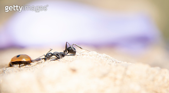 Ant fighting a ladybug to bring food to the anthill 이미지 (1226880199 ...