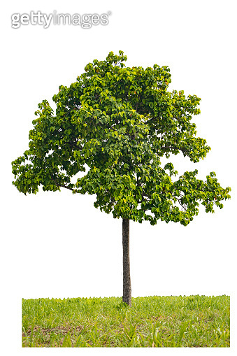 Tree isolated on white background, one tree trunk and branch plant on ...