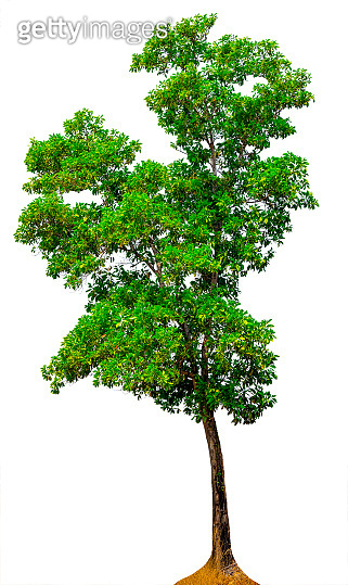 Tree isolated on white background, one tree trunk and branch plant on ...