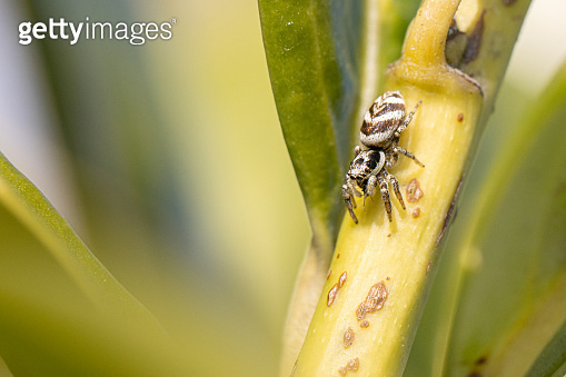 tiny zebra spider sits in a green plant and waits for prey 이미지 ...