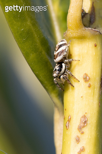 tiny zebra spider sits in a green plant and waits for prey (1218451162 ...