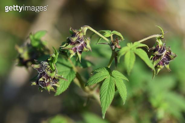 Humulus scandens female flower 이미지 (1281863685) - 게티이미지뱅크