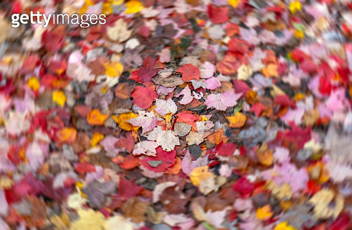 Texture of Colorful Fall Leaves on Forest Floor 이미지 (1248972886) - 게티이미지뱅크