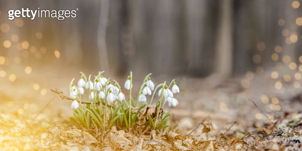 Panoramic view to spring flowers in the forest. White blooming snowdrop ...