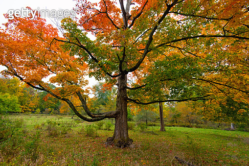 100 year old Oak Tree in Fall-Howard County Indiana 이미지 (1281254667 ...