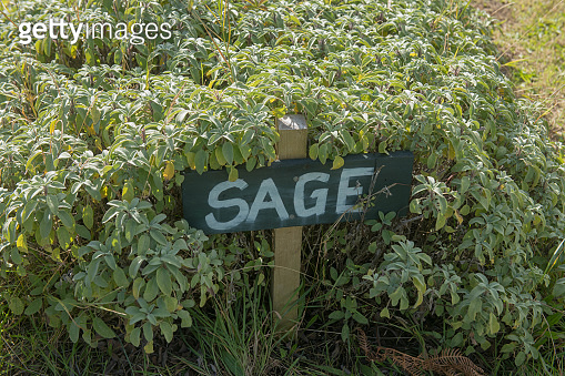 Botanical Identification Sign for the Culinary Herb Sage (Salvia ...