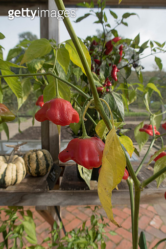 Home Grown Organic Chilli Pepper 'Bishop's Crown' (Capsicum annuum ...