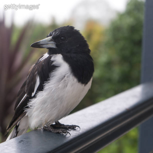 Close up photo of a black and white Butcher bird on a railing 이미지 ...