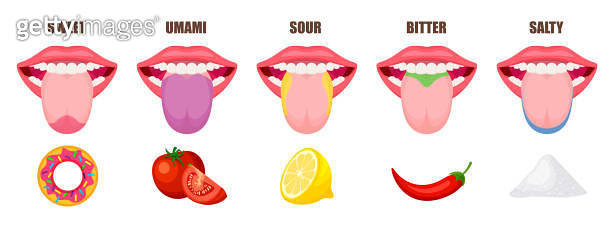Human tongue basic taste areas. 이미지 (1248603362) - 게티이미지뱅크
