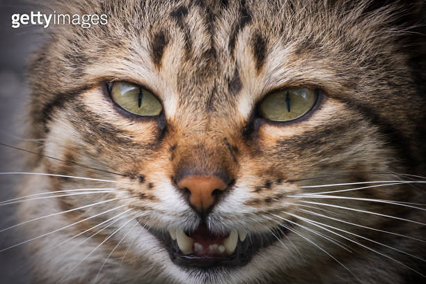 Cute stray cat face, portrait 이미지 (1219667677) - 게티이미지뱅크