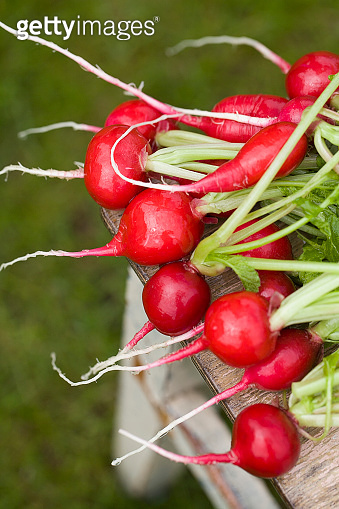 Fresh radishes on old wooden chair 이미지 (1248593164) - 게티이미지뱅크