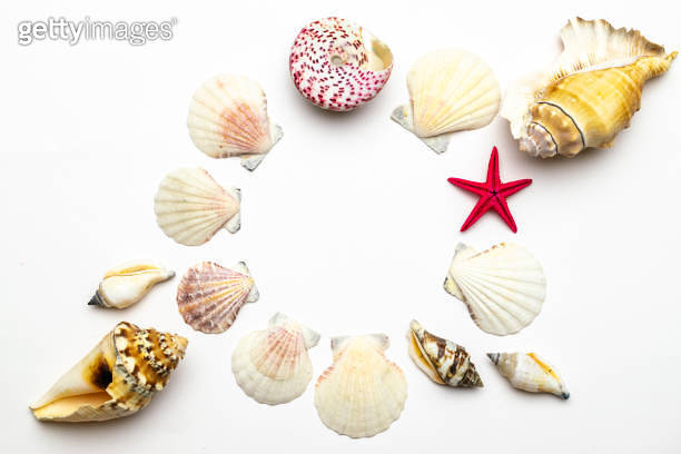 Shells pattern. Trendy natural organic color Sea shell with starfish ...