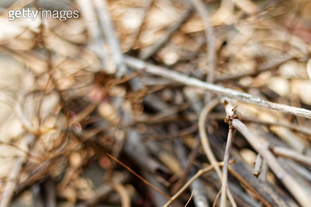 Close up A pile of wood brown dry twigs in random order. shallow depth ...