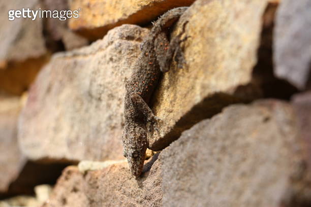 Wild Broad-tailed Gecko (Phyllurus platurus) with red mites on skin 이미지 ...