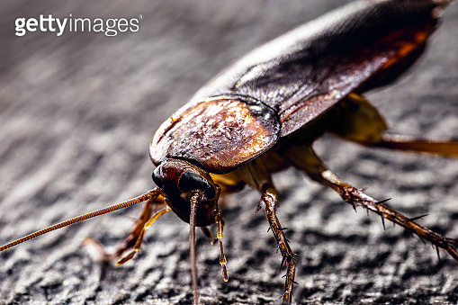 American cockroach, fear of cockroach and insect. American Periplaneta ...