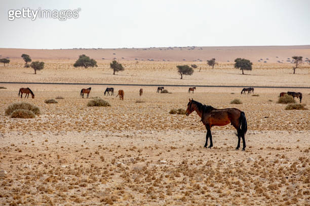 Horses on step, Namibia, Africa 이미지 (1263930296) - 게티이미지뱅크