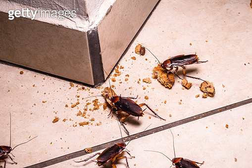 infestation of cockroaches indoors, photo at night, insects on the ...