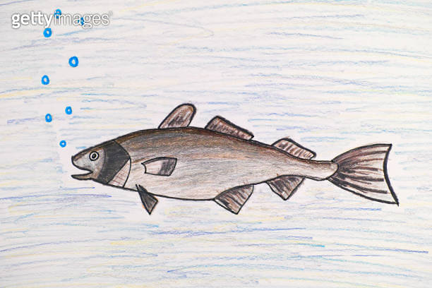 Pencil hand drawing. Cod fish. 이미지 (1215341038) - 게티이미지뱅크