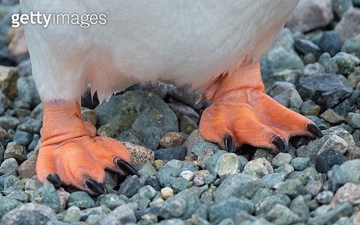 Closeup of the webbed feet of a gentoo penguin on a remote beach in ...