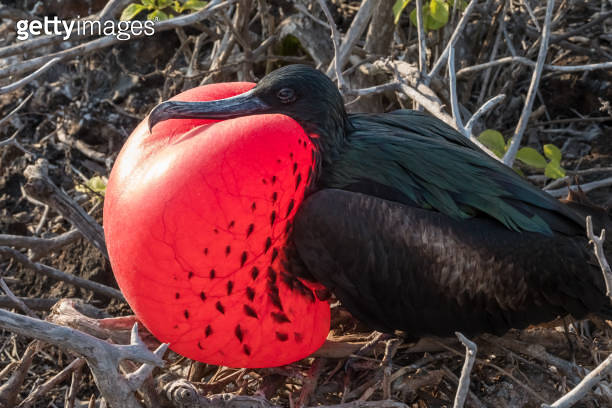 Male frigate bird with its bright red throat pouch fully puffed in hope ...