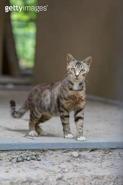 Shy kitten Chinese tabby cat behind the fence 이미지 (1263256378) - 게티이미지뱅크