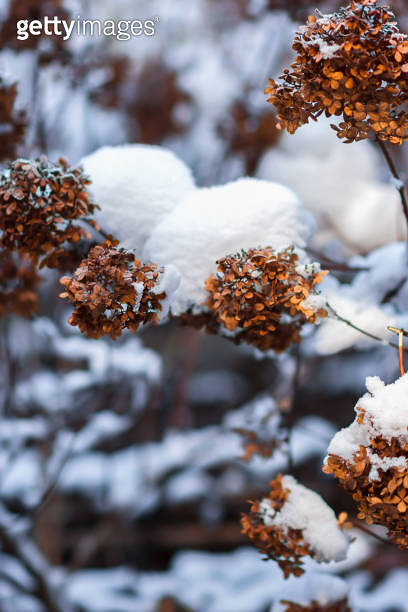 Hydrangea plants with blossoms in winter time covered with snow in the ...