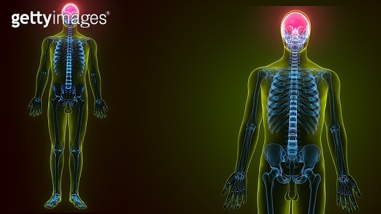 3d illustration of human skeleton skull frontal bone anatomy ...
