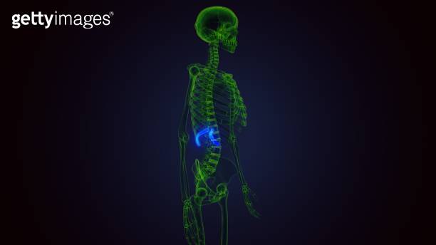 3d tender of human skeleton anatomy rib cage 12th bone anatomy 이미지 ...