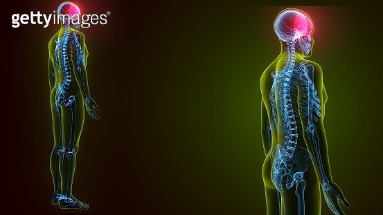 3d illustration of human skeleton skull frontal bone anatomy ...