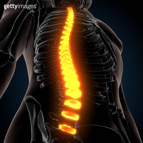 3d render of human body spinal bone anatomy 이미지 (1280157234) - 게티이미지뱅크