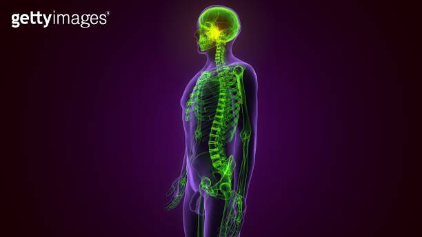 Human Skeleton Skull Occipital Bone Anatomy For Medical Concept 3D ...