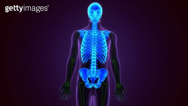 3D Illustration of Human Skeleton System Axial Skeleton Anatomy ...