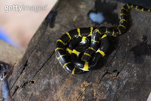 Common Name, Laotian Wolf Snake. Scientific Name, Lycodon laoensis ...