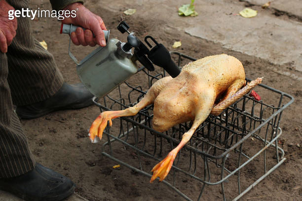 Man singes feathers and down off the goose with a blow torch 이미지 ...