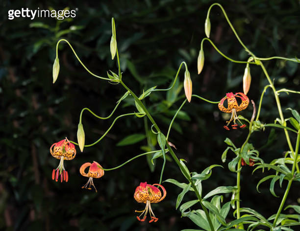 Leopard Lily, Lilium pardalinum, growing in a spring area of the ...