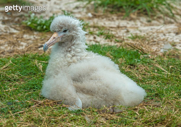 A leucistic Laysan Albatross, Phoebastria immutabilis, is a large ... A leucistic Laysan Albatross, Phoebastria immutabilis, is a large ...