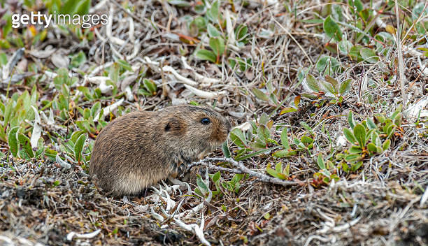 The Siberian brown lemming (Lemmus sibiricus) is a species of rodents ...