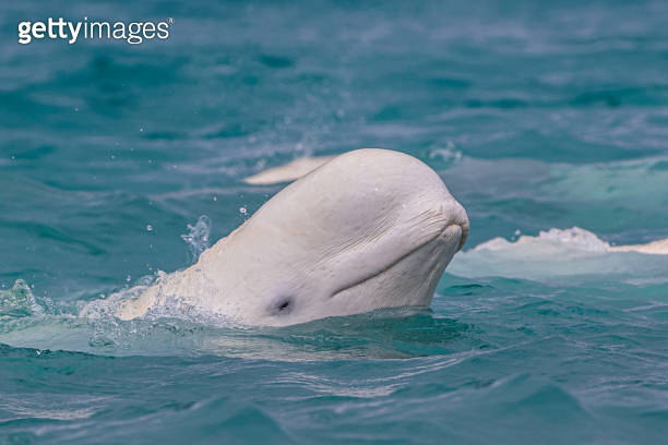 Beluga Whale or White Whale, Delphinapterus leucas, Cunningham Inlet ...
