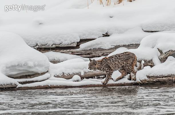 The bobcat (Lynx rufus) is a North American mammal of the cat family ...