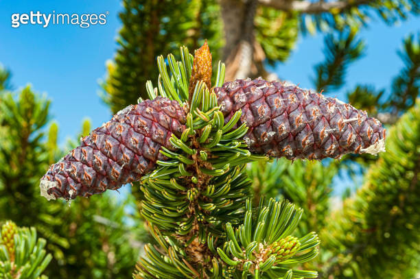 Mature Cone of Pinus longaeva; Mature Cone of Bristlecone Pine; Ancient ...