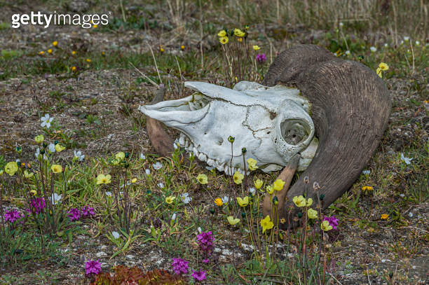 The muskox skull (Ovibos moschatus, musk ox) is an Arctic mammal of the ...