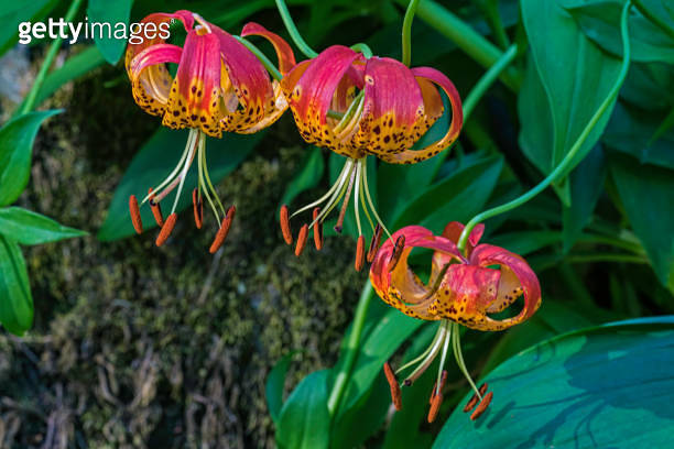 Leopard Lily, Lilium pardalinum, growing in a spring area of the ...