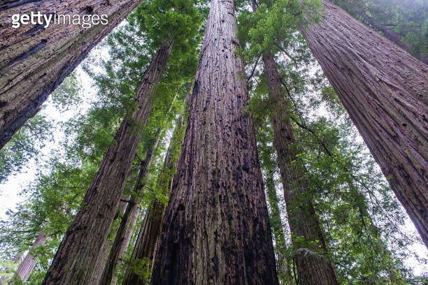 Sequoia sempervirens is the sole living species of the genus Sequoia in ...