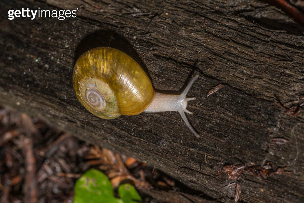 Robust Lancetooth Snail, Haplotrema vancouverense. Jedediah Smith ...