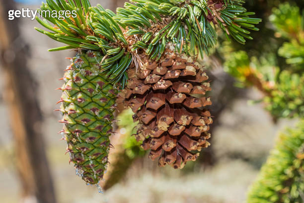 Mature Cone of Pinus longaeva; Mature Cone of Bristlecone Pine; Ancient ...