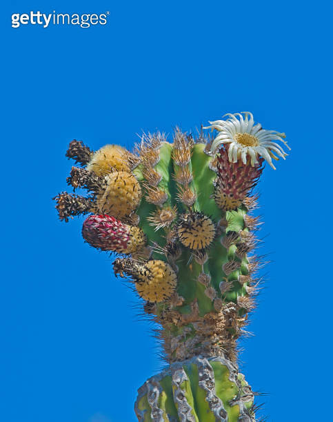 Aborigine's Comb Cactus; Pachycereus pecten-aboriginum, commonly known ...