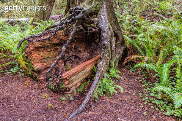 this octopus tree root of a Western Hemlock is growing on a nurse tree ...