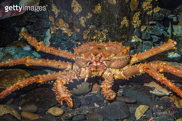 The red king crab (Paralithodes camtschaticus), also called Kamchatka ...