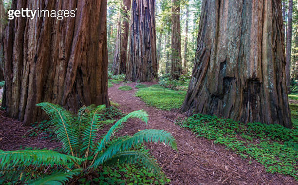 Sequoia sempervirens is the sole living species of the genus Sequoia in ...