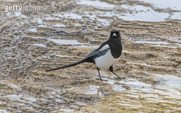 The black-billed magpie (Pica hudsonia), also known as the American ...